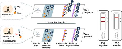 Erase Lateral Flow Strip For Crispr Based Detection Schematic Of The