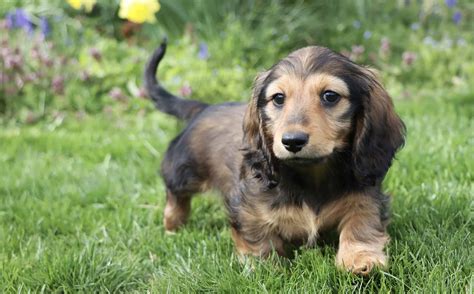 Mini Dachshund Progression Growth Chart Milestones And Training Tips
