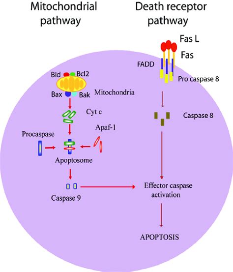 An Overview Of Apoptosis Signaling Pathways Fasfasl Exemplifies The