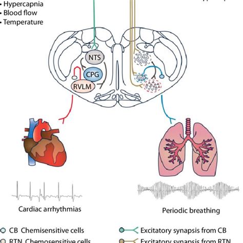Central And Peripheral Chemoreceptors