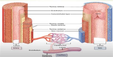 Bio 169 Ch 20 Cardiovascular System Flashcards Quizlet