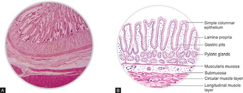 Stomach Histology Layers