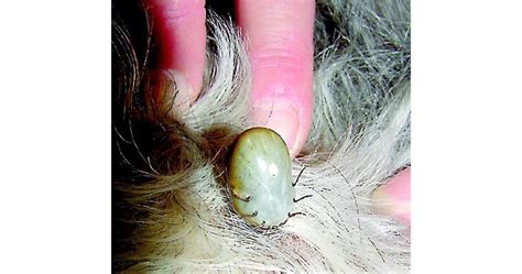 Валежите и високите температури рай за кърлежите и бълхите