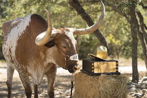 Texas Longhorns Mascot Bevo Has Retired The Texas Tribune