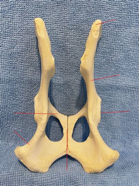 Dog Pelvis Diagram Quizlet