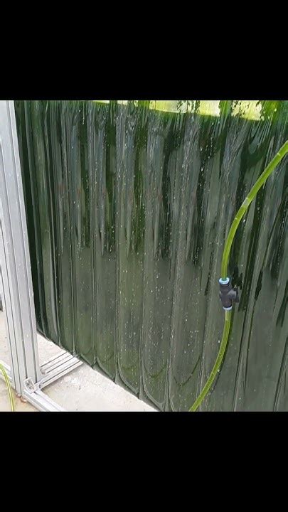 Microalgae Cell Harvest Procedure Youtube