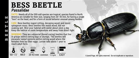 Passalidae Bess Beetle Cards And Enclosure Labels Exotic Pet Decor