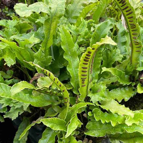 Asplenium Scolopendrium Cristatum Phyllitis Fougère