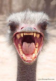 1000 Images About Random Awesome Stuff On Pinterest