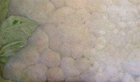 Uric Acid Crystals Diaper