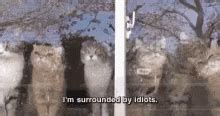 Im Surrounded By Idiots S