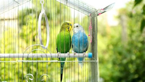 Types Of Bird Cages And How To Pick The Best One The Happy Chicken Coop