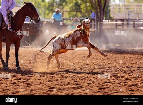 Calf Being Lassoed In A Team Calf Roping Event By Cowboys At A Country