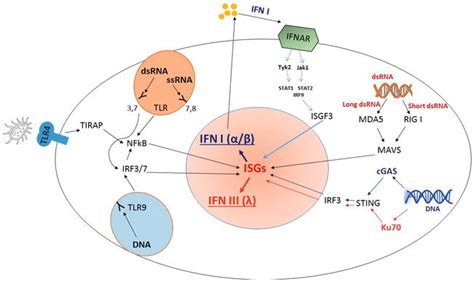 Congenital And Acquired Interferonopathies Differentiated Approaches