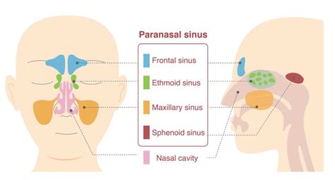 Sinus Cavity Anatomy Addressing Cns Therapies Through Nose To Brain
