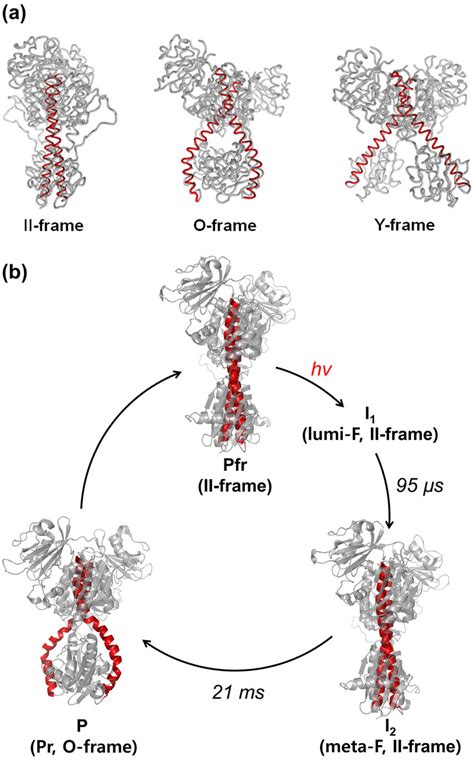 A Three Representative Conformations Ii Frame O Frame And Y Frame Download Scientific