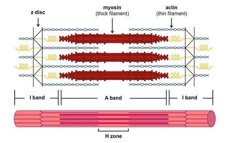 Draw The Diagram Of A Sarcomere Of Skeletal Muscle Showing Different