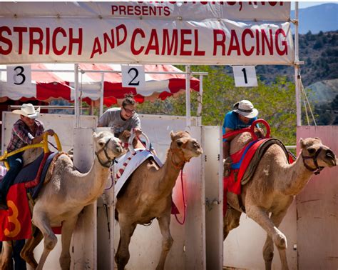 Virginia City Camel Races Nevada Moms
