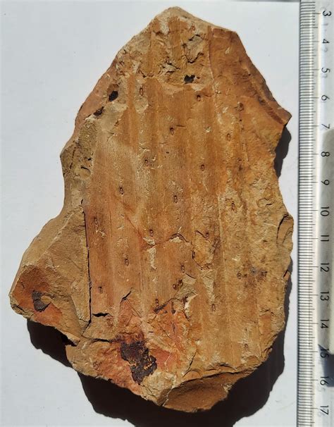 Carboniferous Pennsylvanian Sigillaria Fossils Member Collections