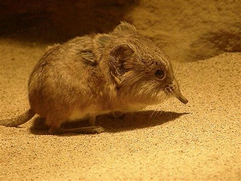 Elephant Shrew Animal Facts Macroscelidea A Z Animals