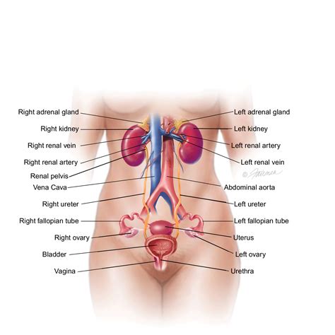 Urinary Bladder Urinary Tract Large Cell Neuroendocrine Carcinoma