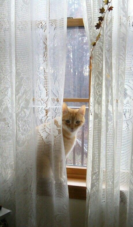 Pin On Kittys Window Kitty Cats Feline