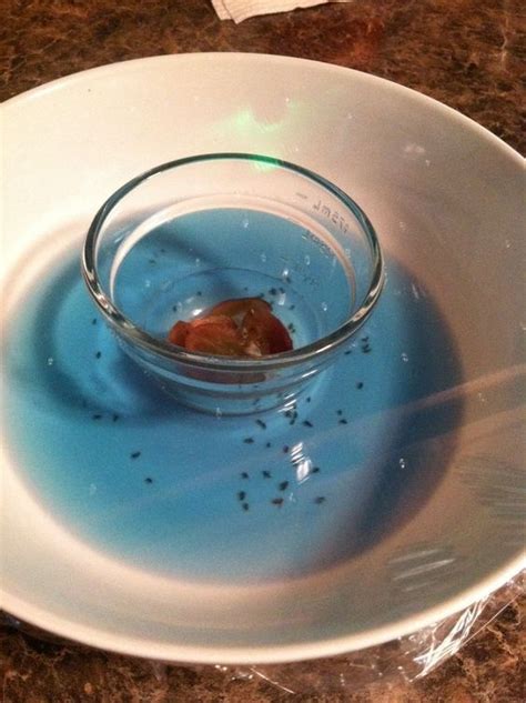 How To Create A Fool Proof Gnat Trap Fruit Fly Trap Fruit Flies How