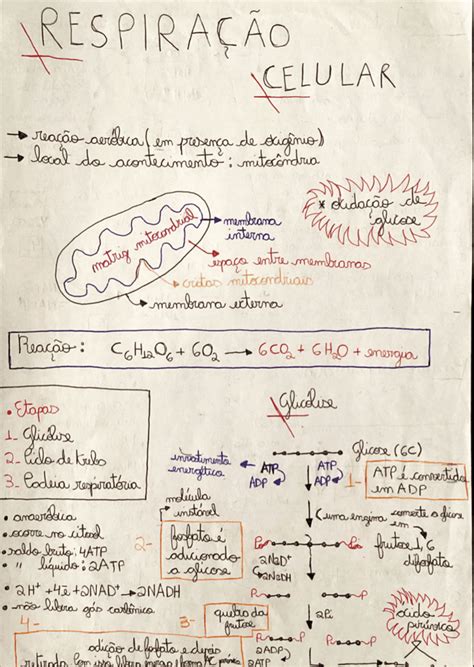 Mapa Conceitual De Fotossintese E Respiracao Celular Ciclo Do
