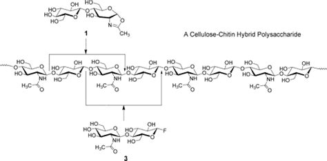 Polysaccharide Chitin