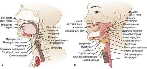 Esophageal Neuromuscular Function And Motility Disorders Abdominal Key