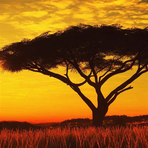 Serengeti Sunset 4k Ipad Air Wallpapers Free Download
