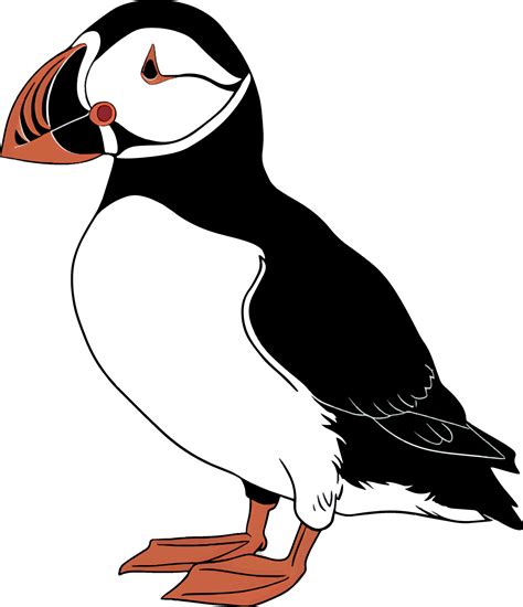 Puffin Drawing Of A Bird 49010109 Vector Art At Vecteezy
