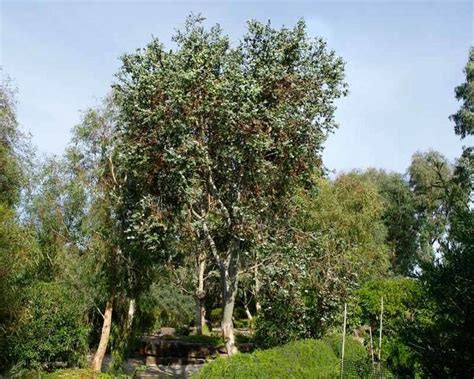 Eucalyptus Risdonii Alchetron The Free Social Encyclopedia