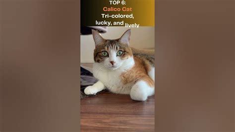 Top 10 Most Love Vietnamese Domestic Cat Breeds Youtube