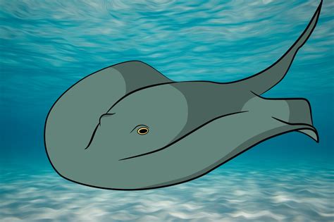 Sting Ray Drawing At Getdrawings Free Download
