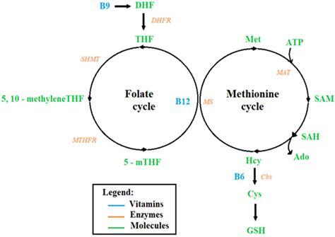 🩸 B9 And B12 Causing Macrocytosis 🩸 Whenever We See A Macrocytic Or