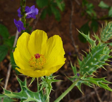 Mexican Poppy Argemone Mexicana Health Benefits