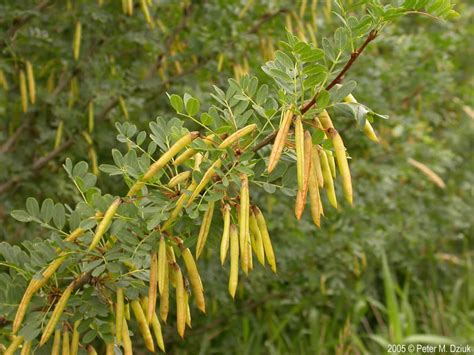 Caragana Arborescens Siberian Peashrub Minnesota Wildflowers