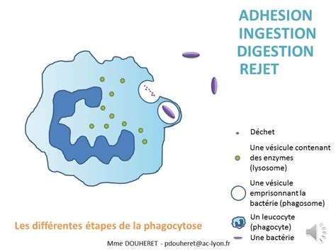 Svt Cours La Phagocytose Youtube