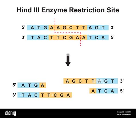 Hind Iii Enzyme Restriction Site Vector Illustration Stock Vector