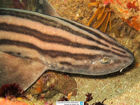 Poroderma Africanum Pyjama Shark Striped Catshark