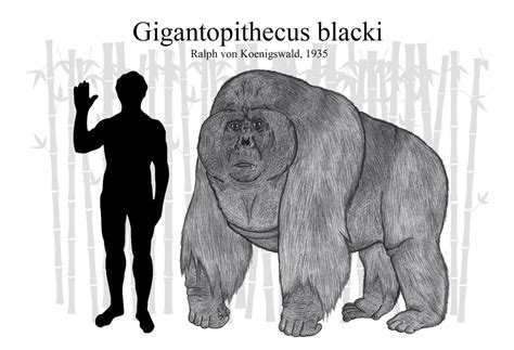 Gigantopithecus Blacki Updated By Paleonerd01 On Deviantart