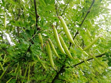 美丽的金合欢豆荚在树枝上。前视图。素材 花瓣网