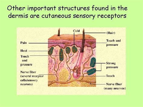 Week 13 The Integumentary System Sb The Integumentary