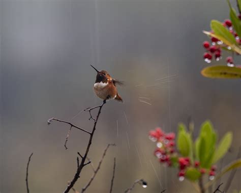 Rufus Allens Hummingbird In Rain By Nicholas Lamborn Fstoppers