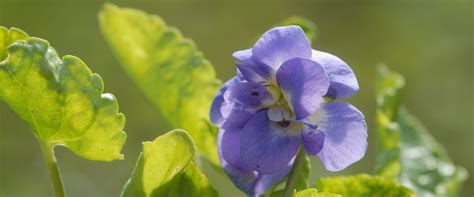 Viola Suavis Parma Veilchen