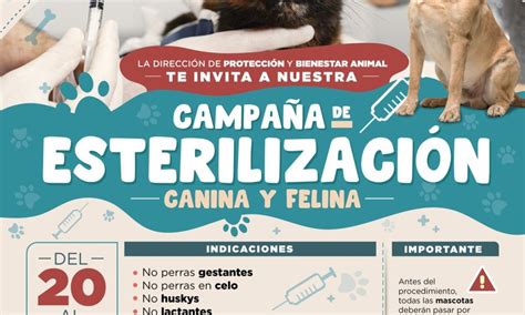 SterilizaciÓn Gratuita Para Mascotas Ana Paty Peralta Refuerza El