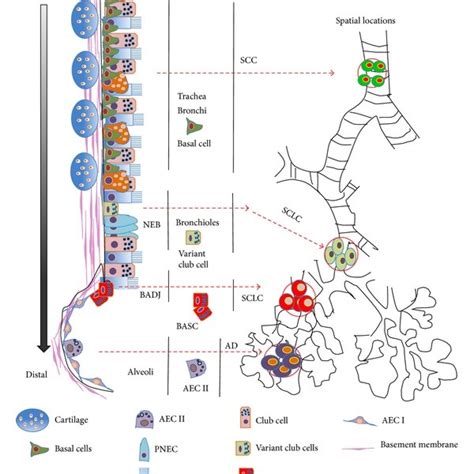 Illustration Of Epithelial Stem Cells And Lung Cancers Along Airway Download Scientific Diagram