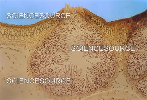 Fucus Sp Algae Light Micrograph Stock Image Science Source Images