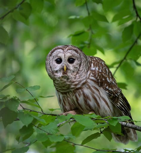 All Of Us Know That The Woo Is Just Around The Corner Garry Nolan